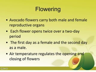 Avacado | PPTX