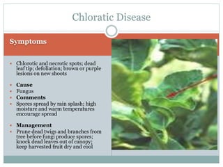 Avacado diseases By Allah Dad Khan Provincial Coordinator IPM KPK ...