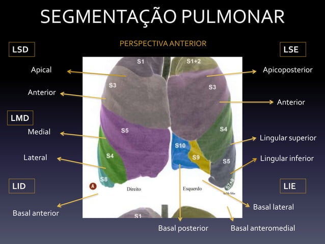 Avaliação sistemática da radiografia do tórax | PPT