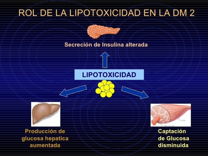 Avances en la fisiopatologia de la Diabetes Mellitus tipo 2