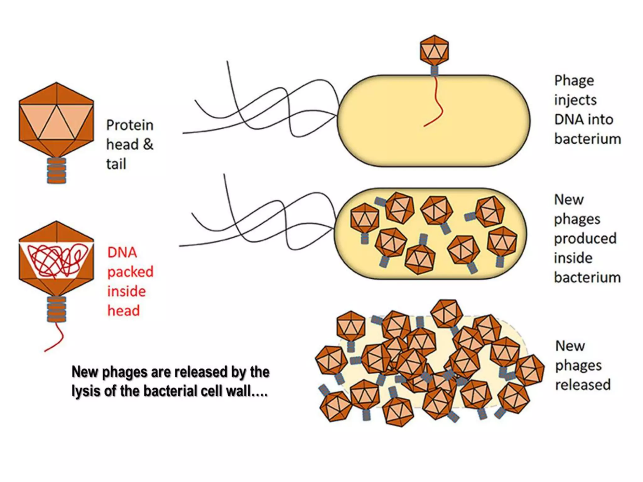 Bacteriophages: Structure, Lytic Development Cycle | PPTX