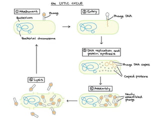 Bacteriophages: Structure, Lytic Development Cycle | PPTX