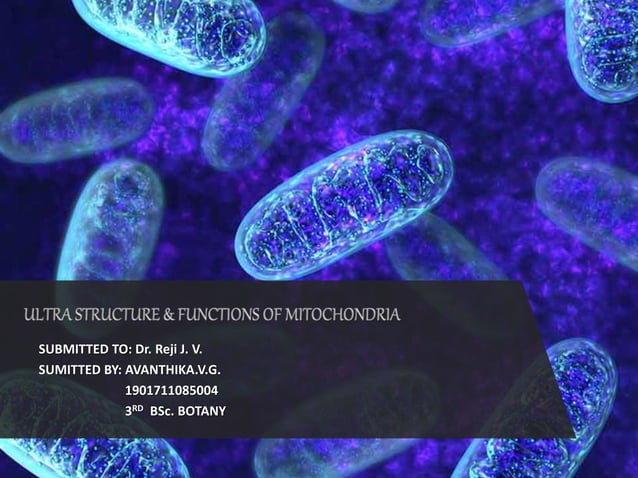 Mitochondria | PPTX | Biological Sciences | Science