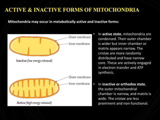 Mitochondria | PPTX