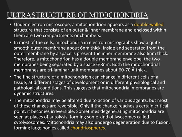 Mitochondria | PPTX | Biological Sciences | Science