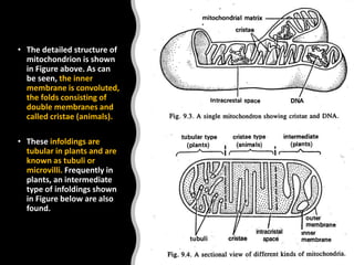 Mitochondria | PPTX