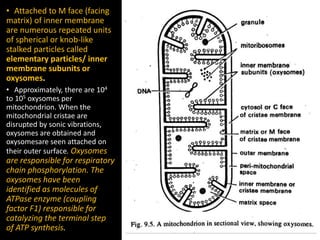 Mitochondria | PPTX