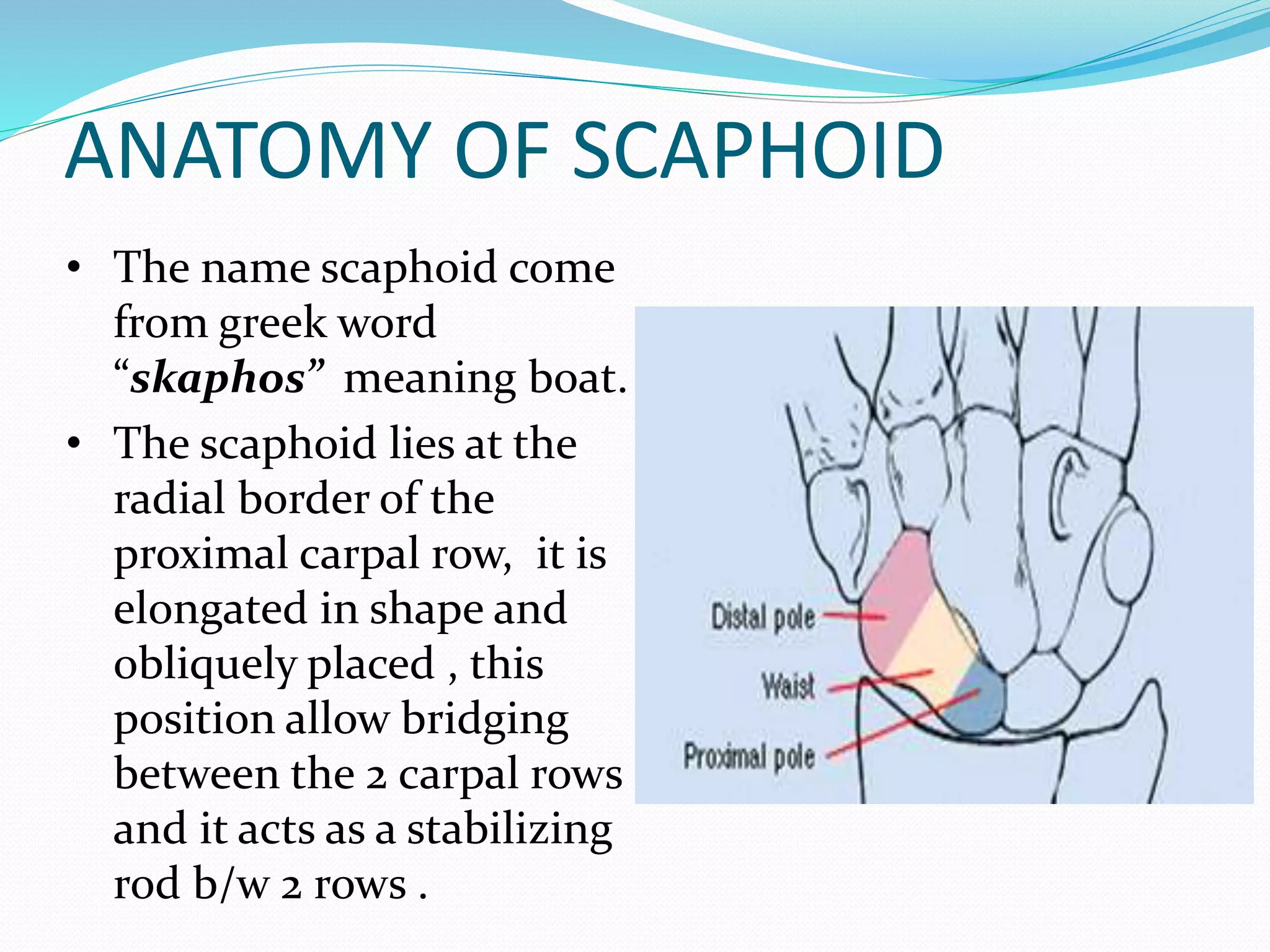 Avascular necrosis of scaphoid | PPTX