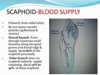 Avascular necrosis of scaphoid | PPT