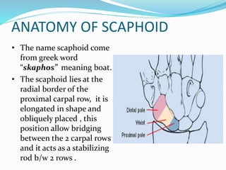 Avascular necrosis of scaphoid | PPT