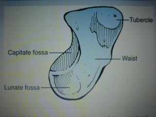Scaphoid And Lunate Fossa
