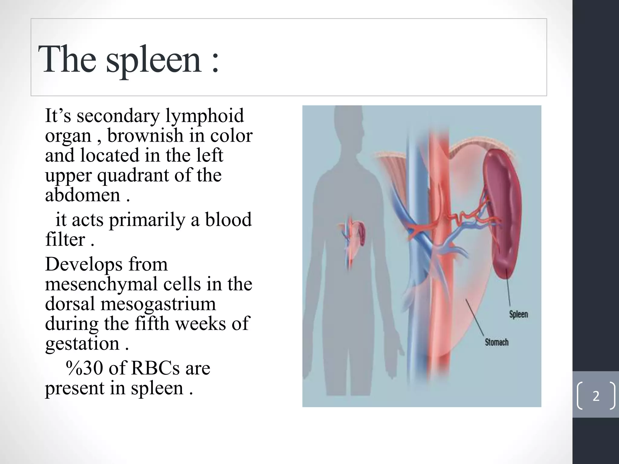 the spleen | PPT