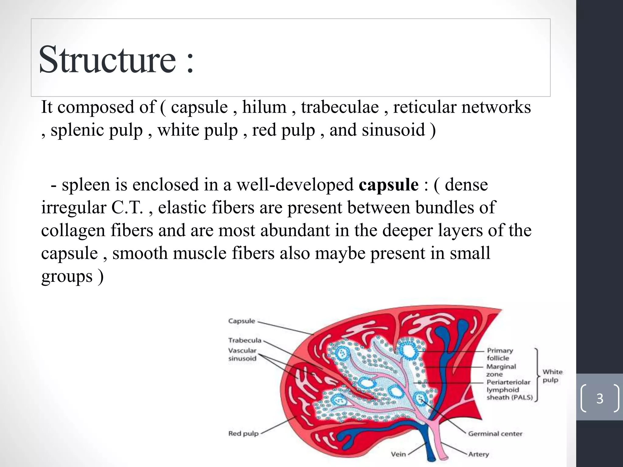 the spleen | PPT