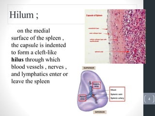 the spleen | PPT