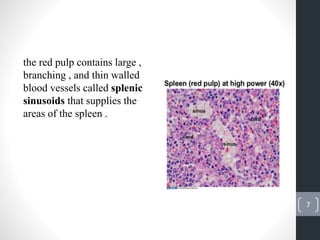 the spleen | PPT