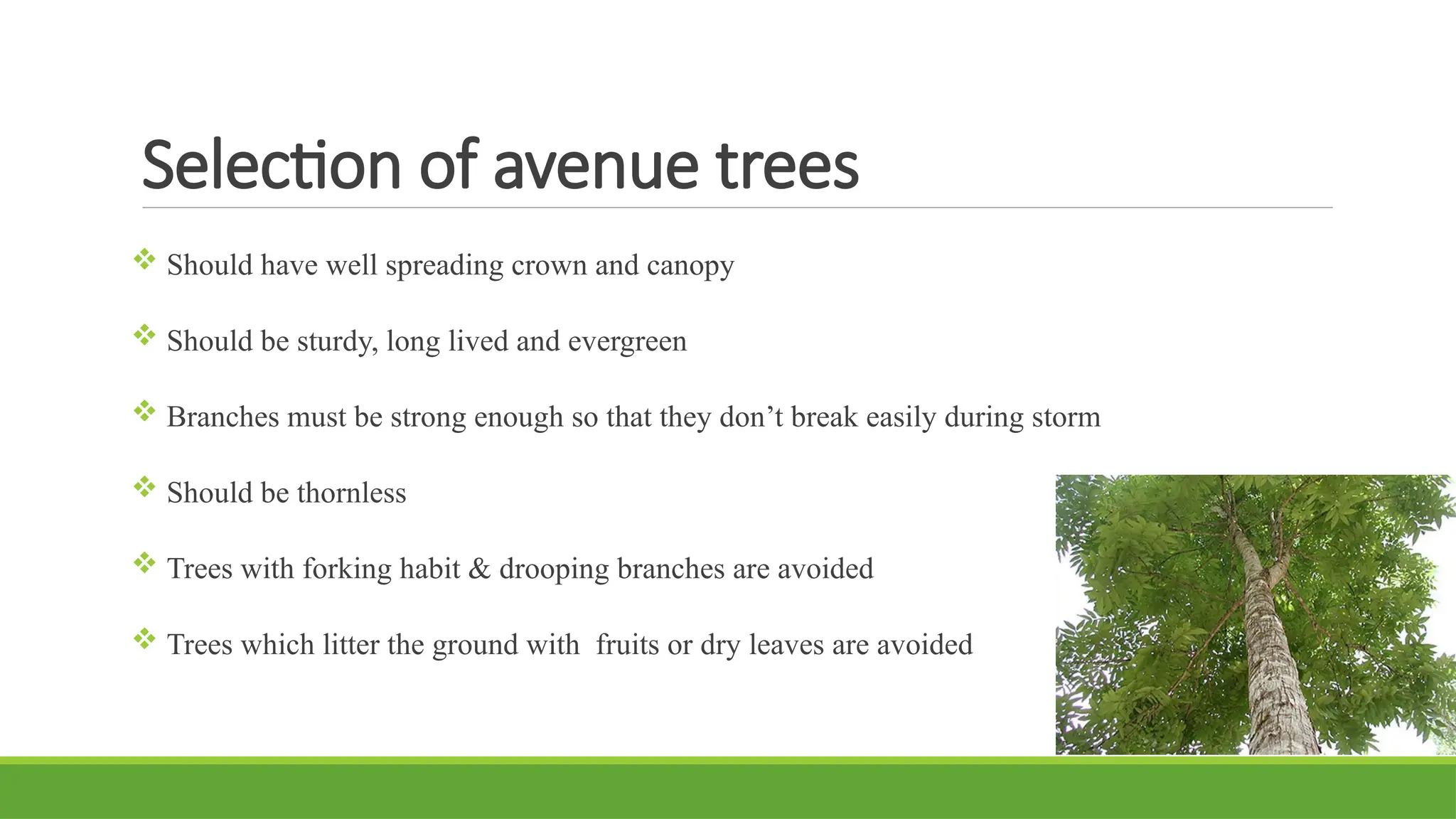 Avenue planting - Definition, function and types | PPTX