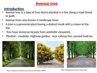 Avenue tree for pollution control .pptx