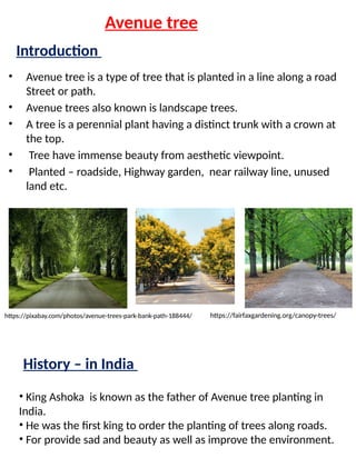 avenue tree notes.pptx . | PPTX