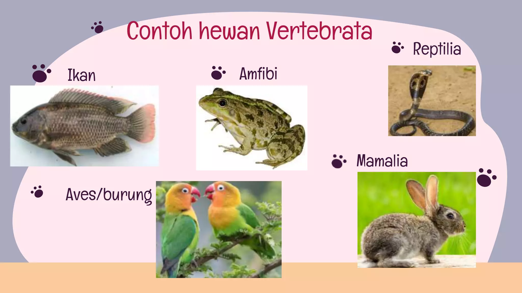 Avertebrata dan Vertebrata.pptx