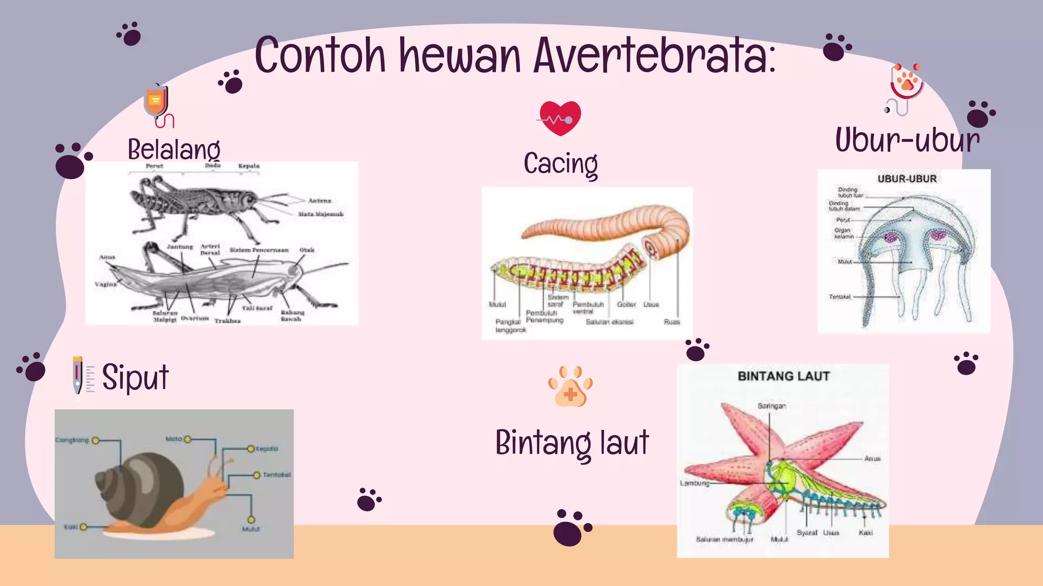 Avertebrata dan Vertebrata.pptx