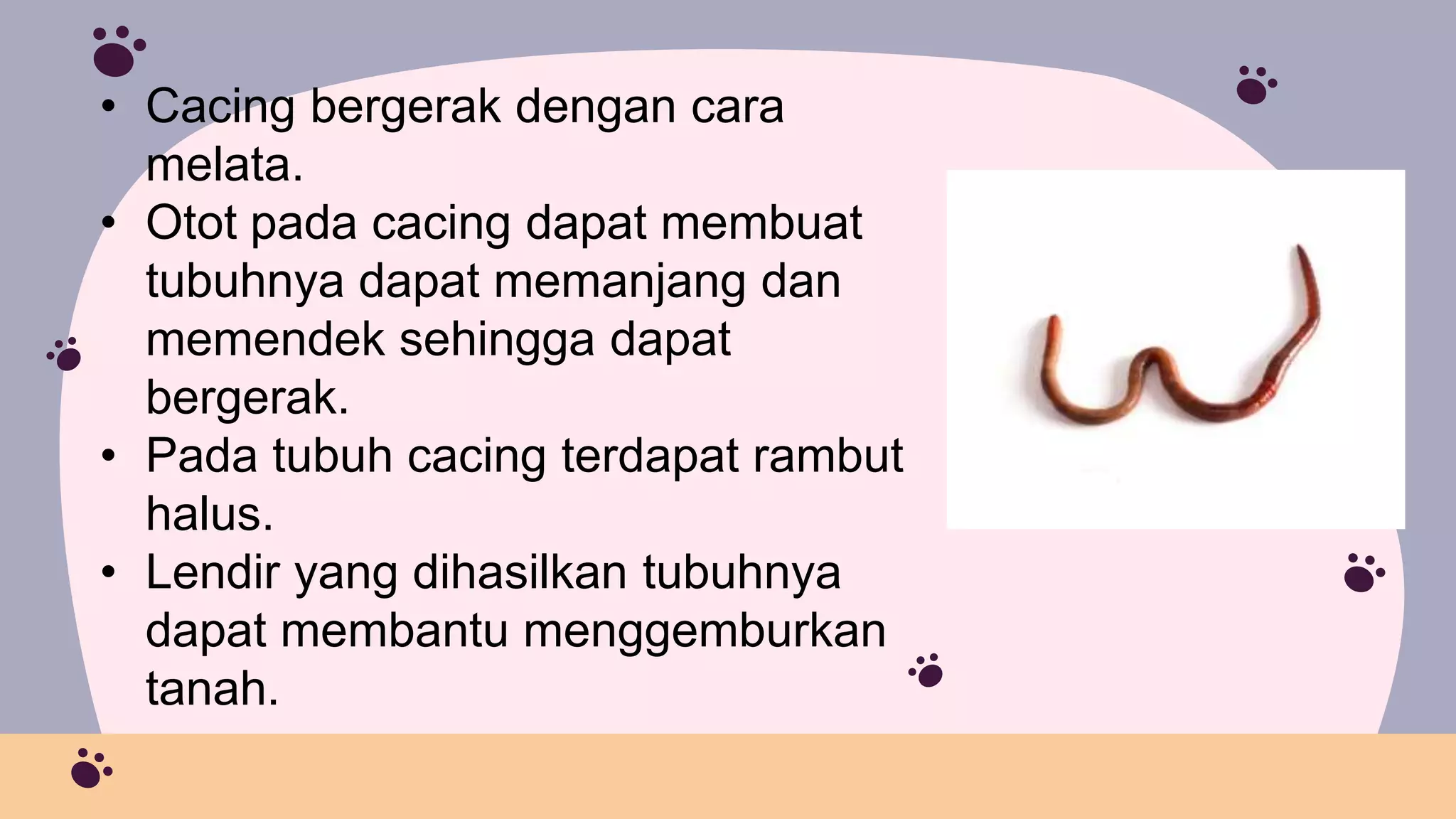 Avertebrata dan Vertebrata.pptx