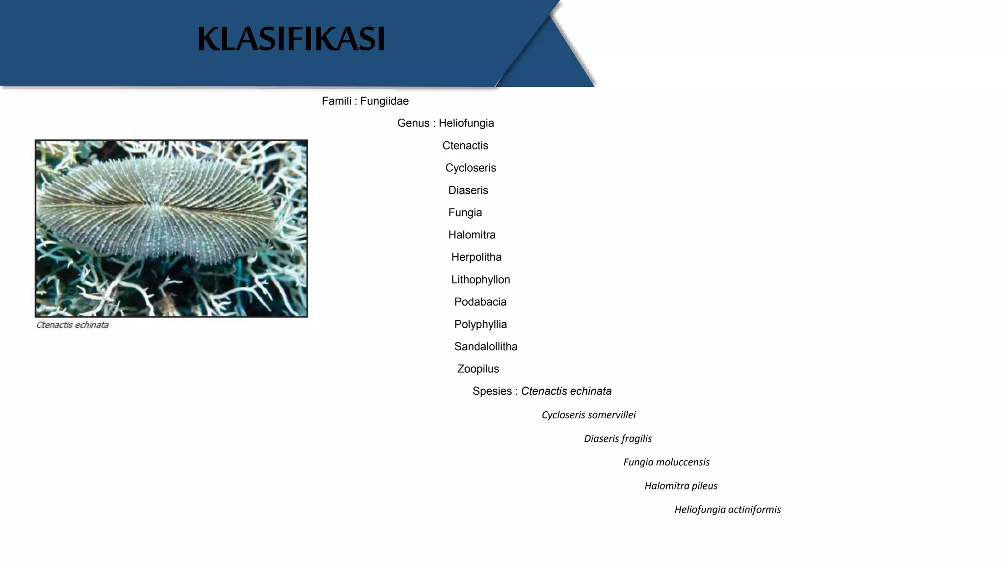 Avertebrata penyusun terumbu karang | PPTX