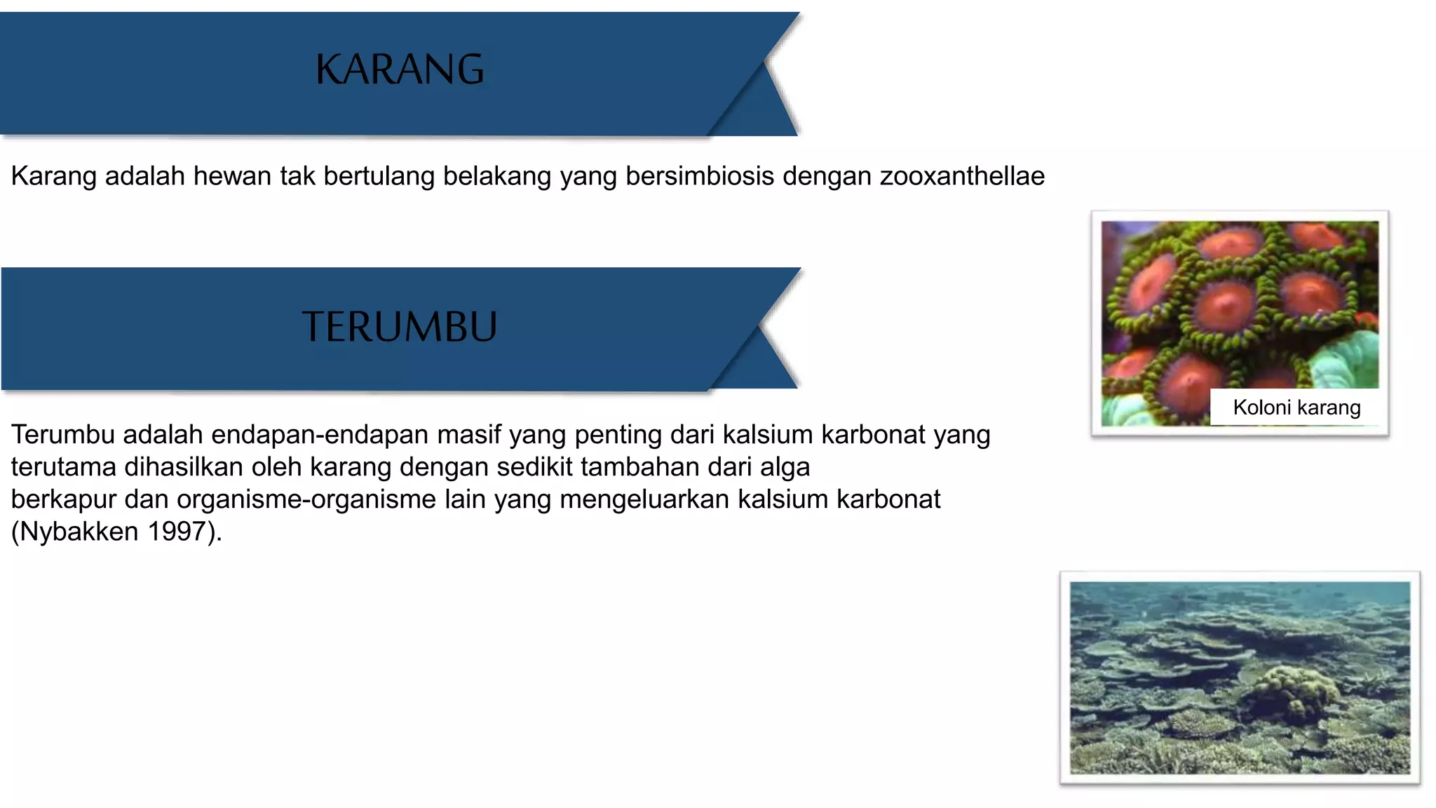 Avertebrata penyusun terumbu karang | PPTX