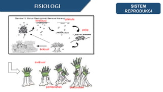 Avertebrata penyusun terumbu karang | PPTX