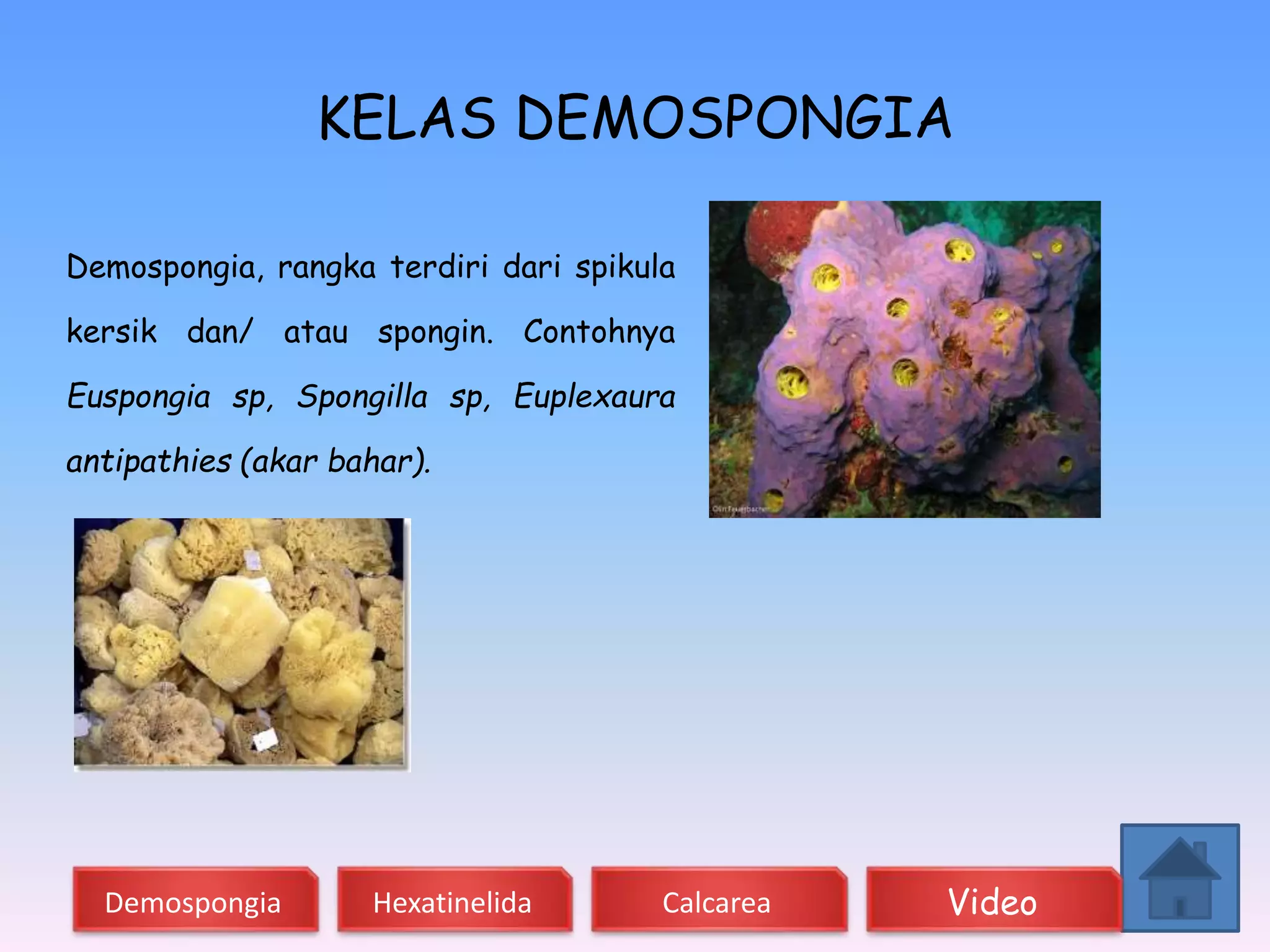 Avertebrata ppt | PPTX