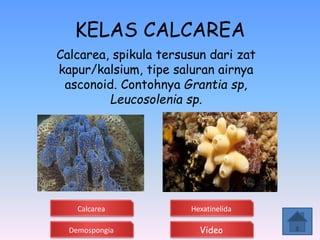 Avertebrata ppt | PPTX