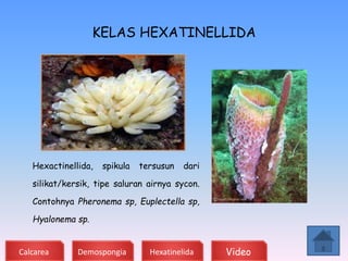 Avertebrata ppt | PPTX