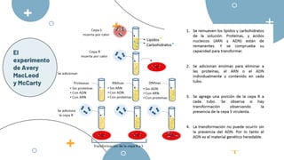avery adn Experimento principio transformante | PDF