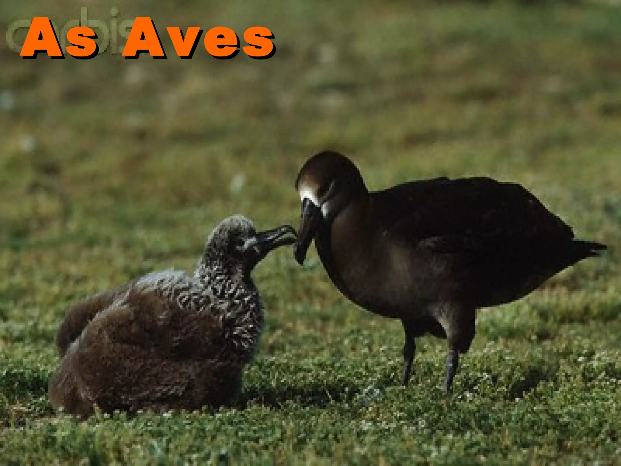 Aves | PPT