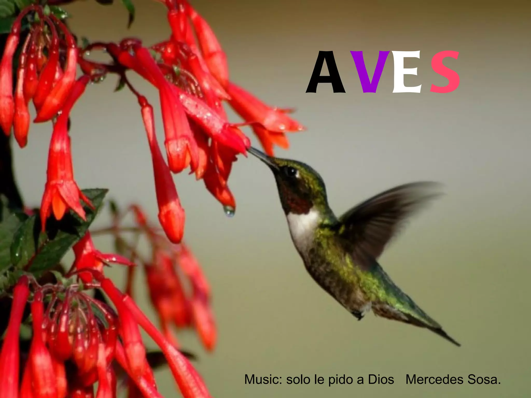 Aves | PPT