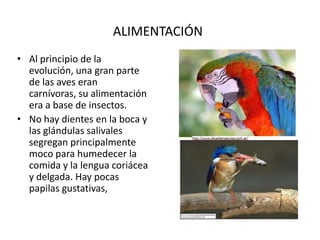 Aves | PPTX