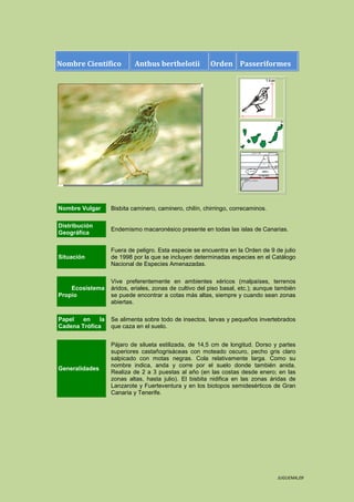 Fauna canaria: Aves | PDF