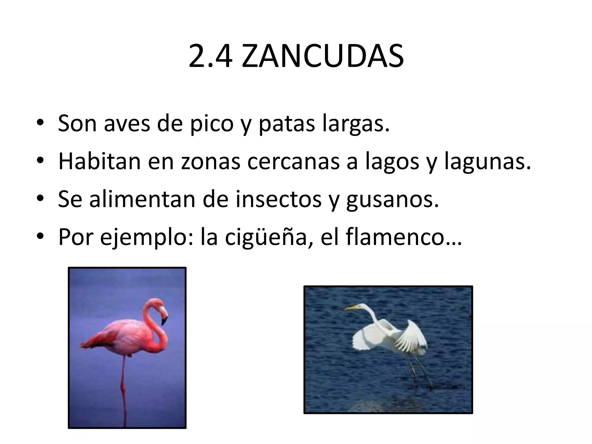 Aves primaria | PPTX