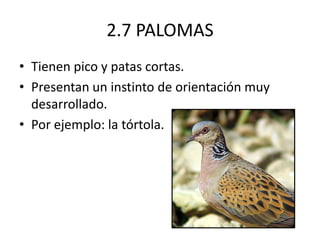 Aves primaria | PPTX