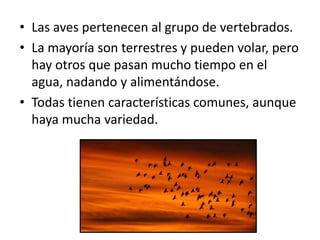 Aves primaria | PPTX