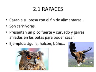 Aves primaria | PPTX