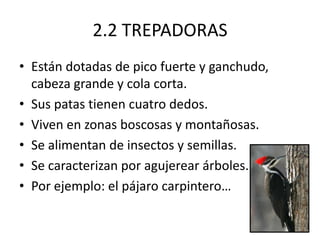 Aves primaria | PPTX