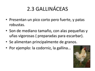 Aves primaria | PPTX