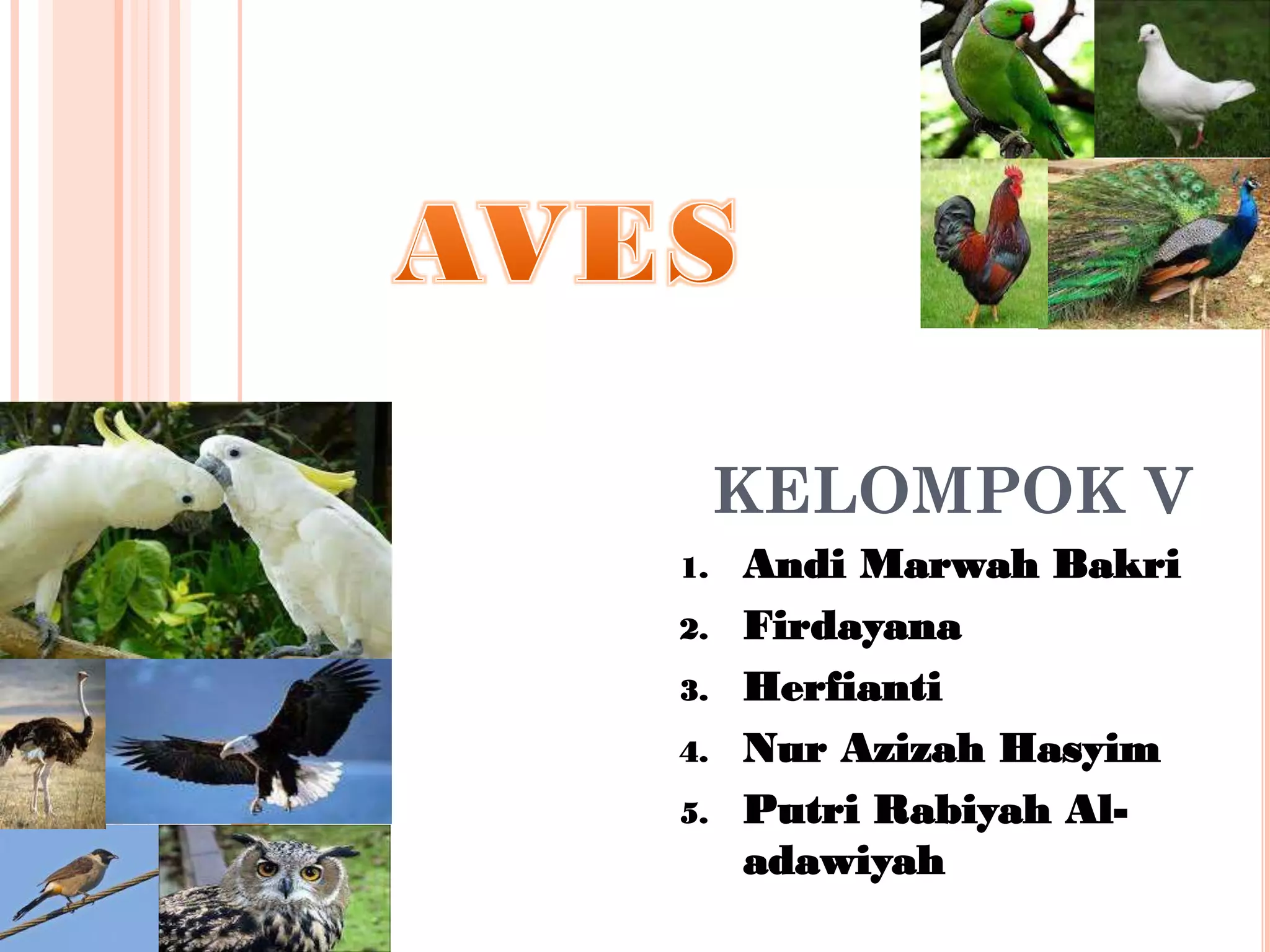 Aves | PPT