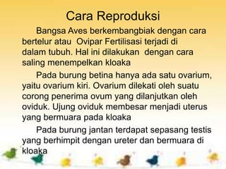 Klasifikasi aves | PPTX