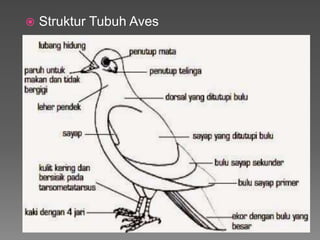 Aves | PPTX