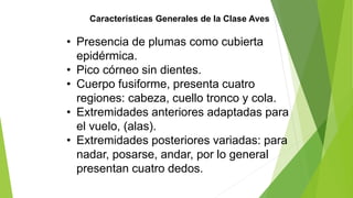 Aves. Alejandra Cevallos | PPTX