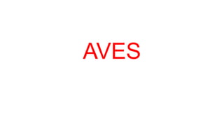 AVES.pptx Miercoles.pptx clasificacion de todas las aves | PPT