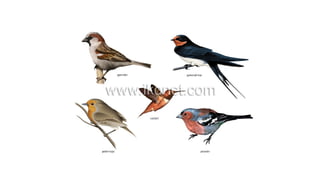 AVES.pptx Miercoles.pptx clasificacion de todas las aves | PPT