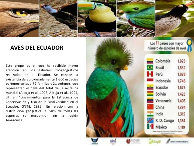 Aves del-ecuador