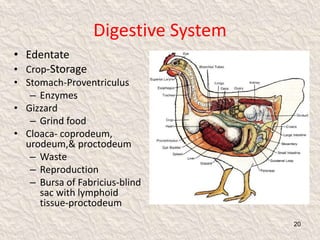 Aves general characters | PPTX